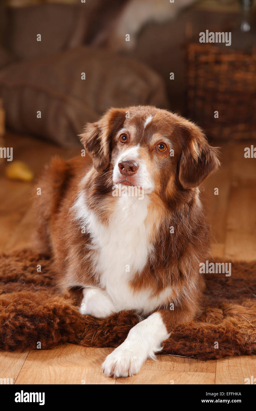 Red tri australian shepherd hi-res stock photography and images - Alamy