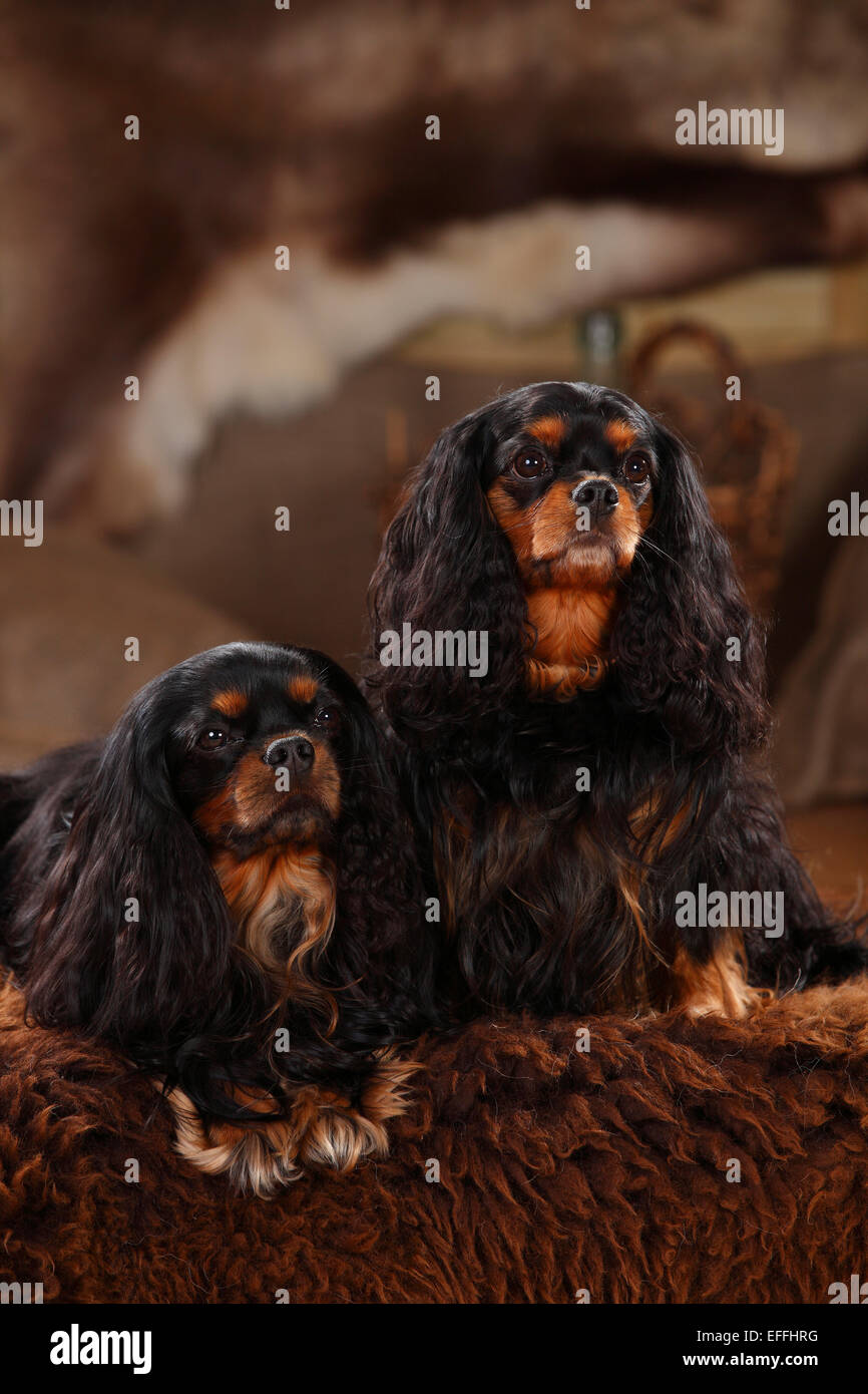 Cavalier King Charles Spaniel, pair, black-and-tan Stock Photo - Alamy