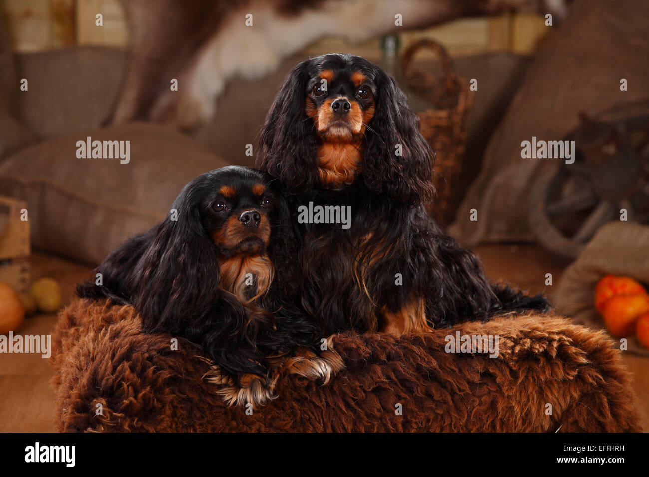 Cavalier King Charles Spaniel, pair, black-and-tan Stock Photo - Alamy