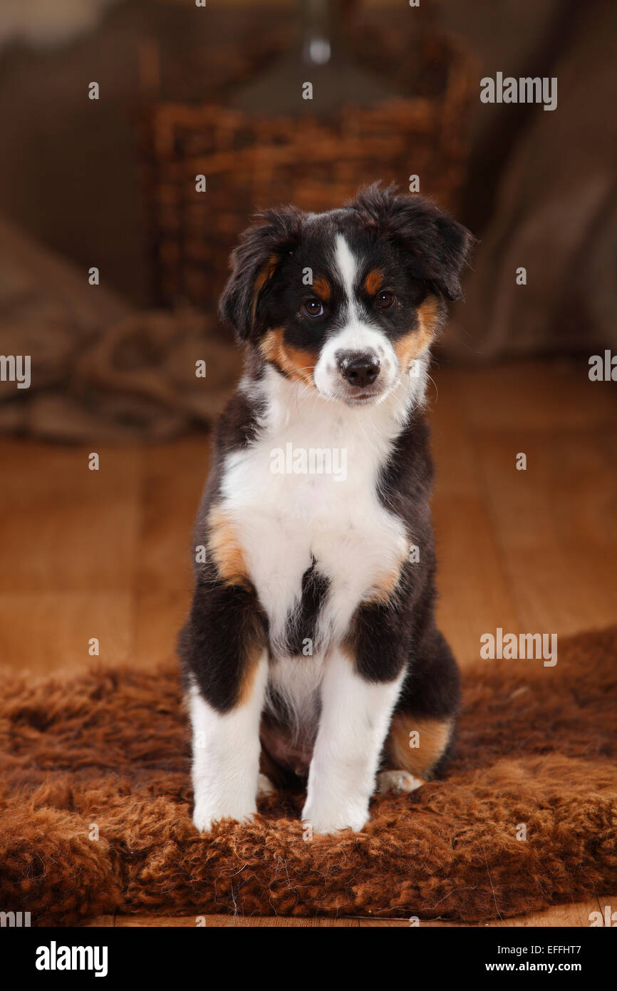 Black tri australian shepherd hi-res stock photography and images - Alamy