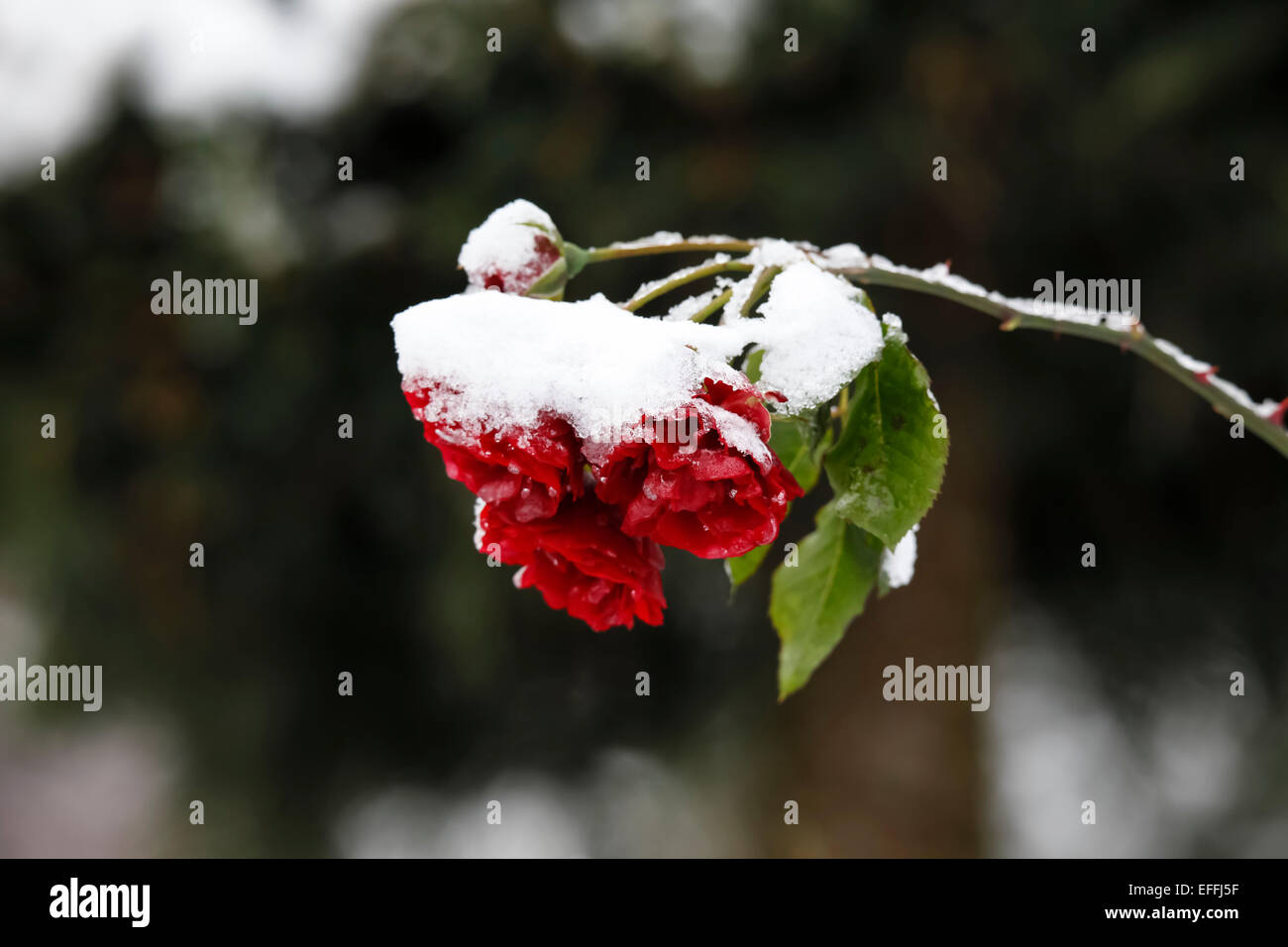Germany, roses in winter Stock Photo - Alamy