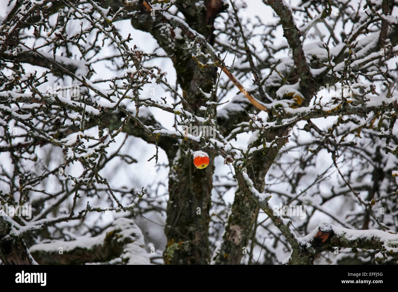 Germany, apple hanging on apple tree in winter Stock Photo - Alamy