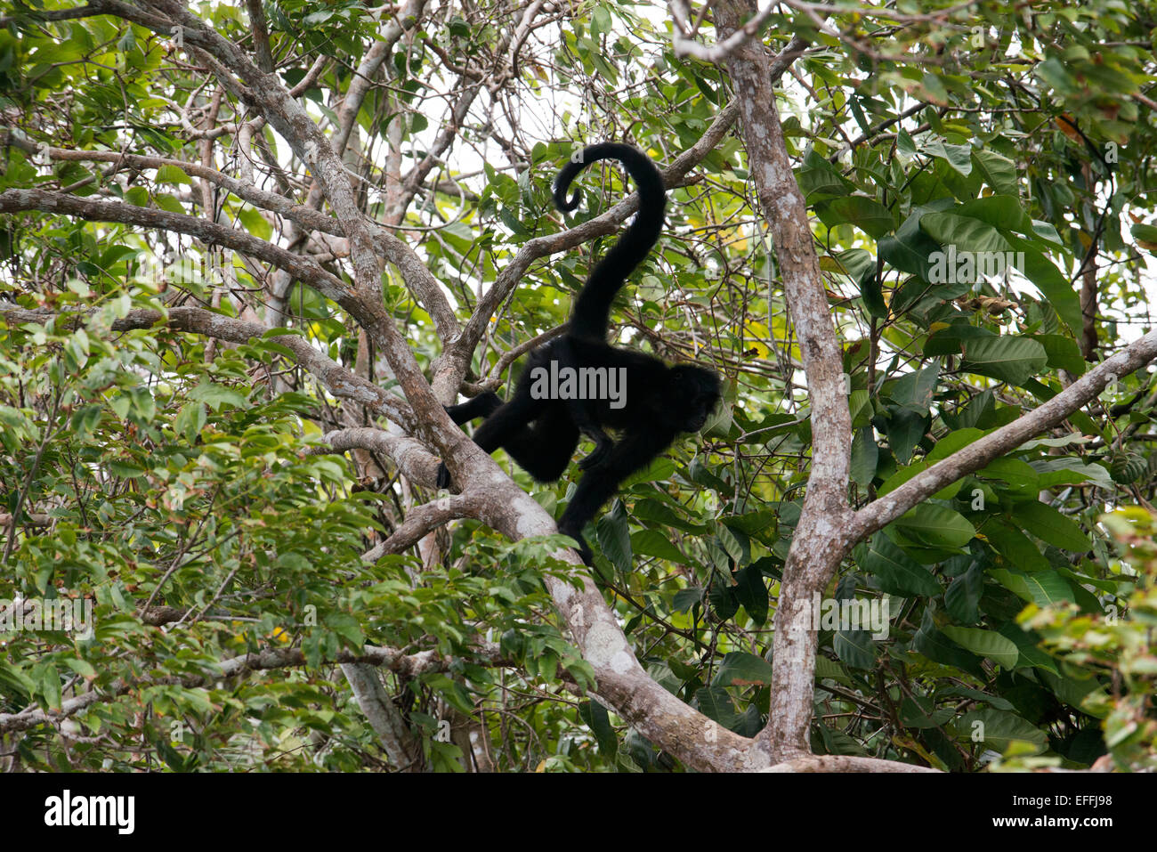 Spider monkey at Villagers of the Native Indian Embera Tribe, Embera ...