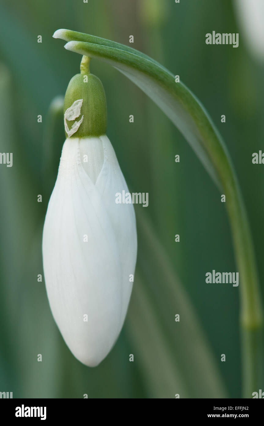 single snowdrop bloom close up detail Stock Photo - Alamy
