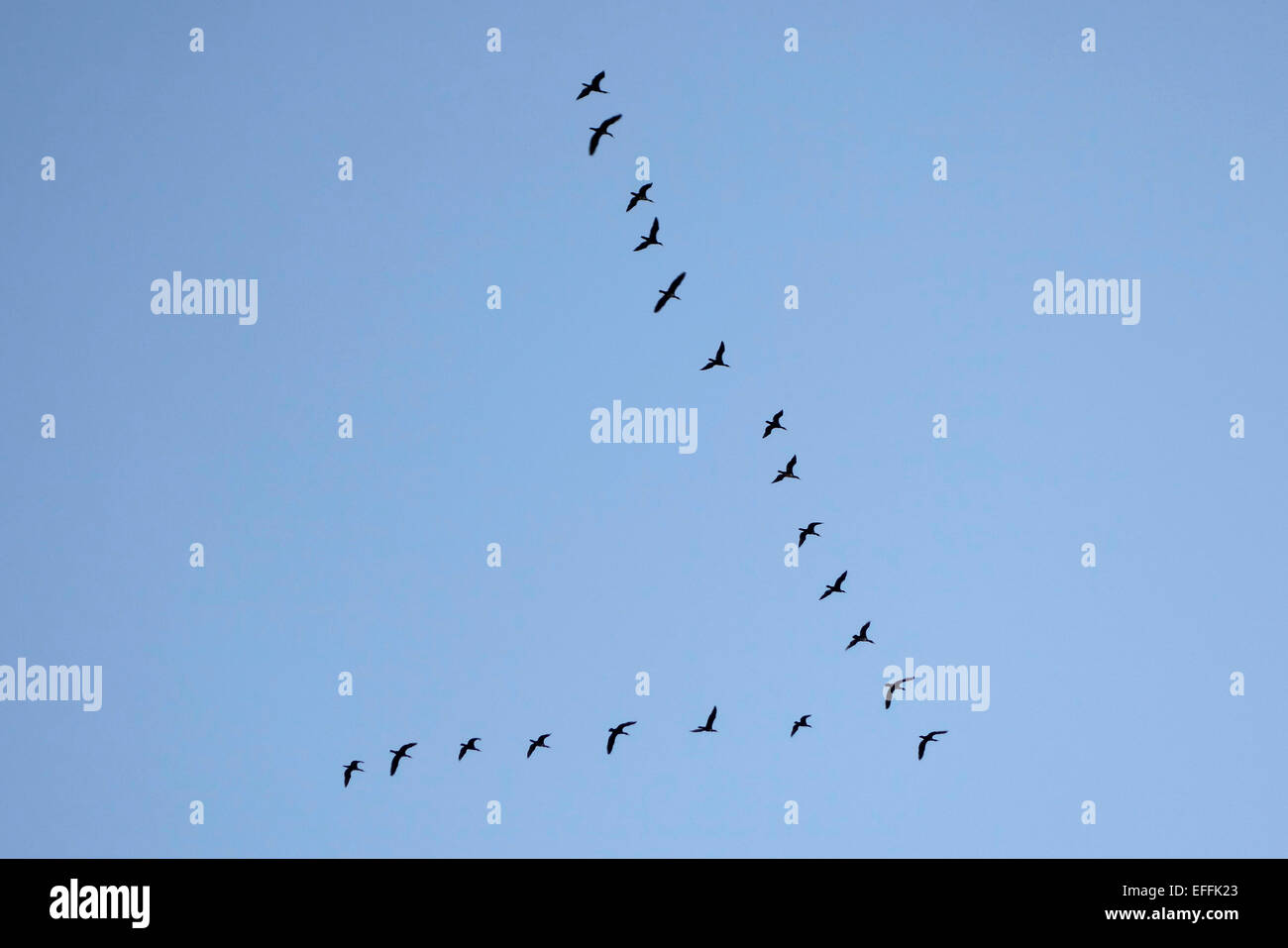 Formation of migrating birds in front of blue sky Stock Photo - Alamy