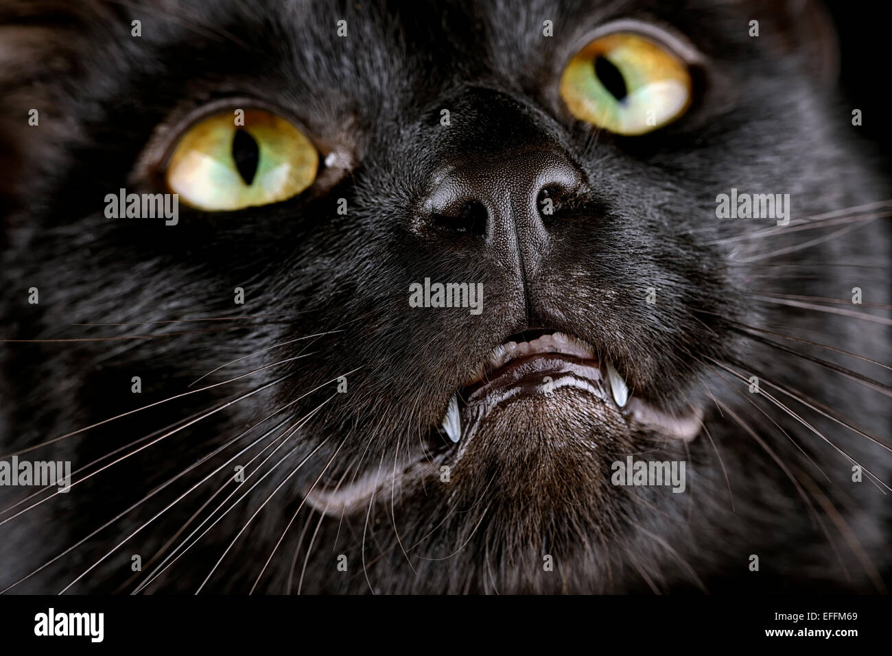 Face of black cat Stock Photo - Alamy