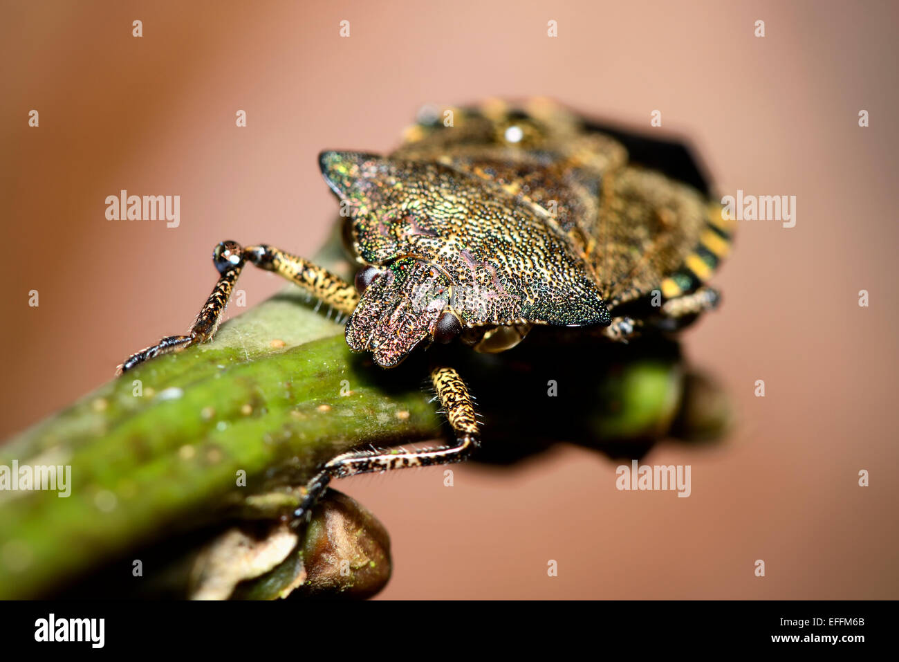 Troilus luridus sitting on twig Stock Photo - Alamy