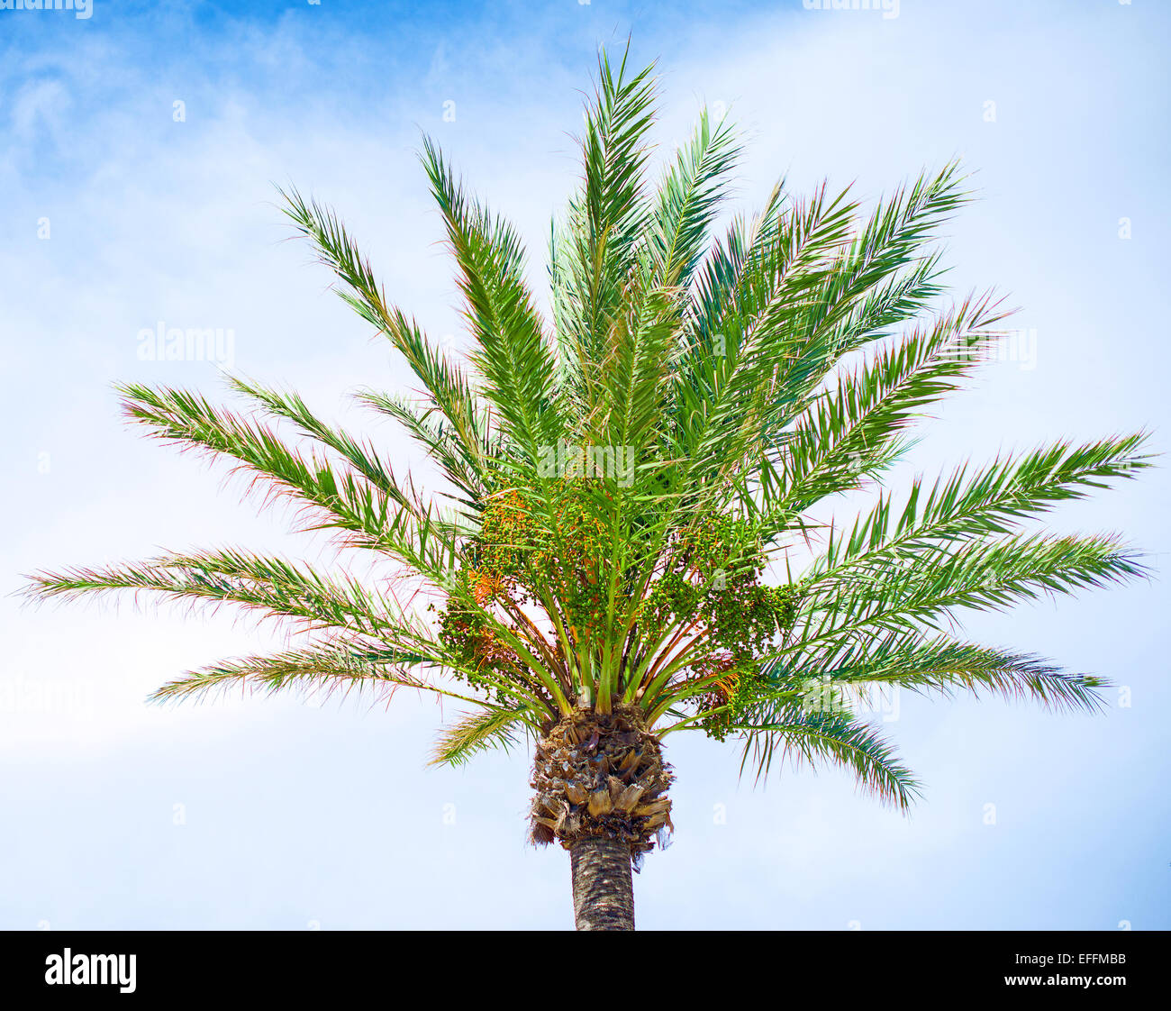 Green palm on the blue sky background Stock Photo - Alamy