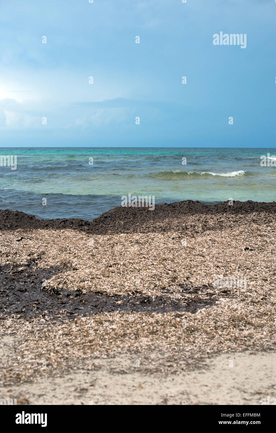 Dry algae beach hi-res stock photography and images - Alamy