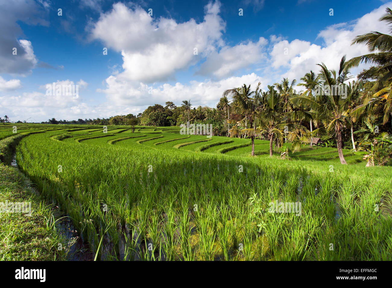 Indonesia, Bali, View to rice fields Stock Photo - Alamy