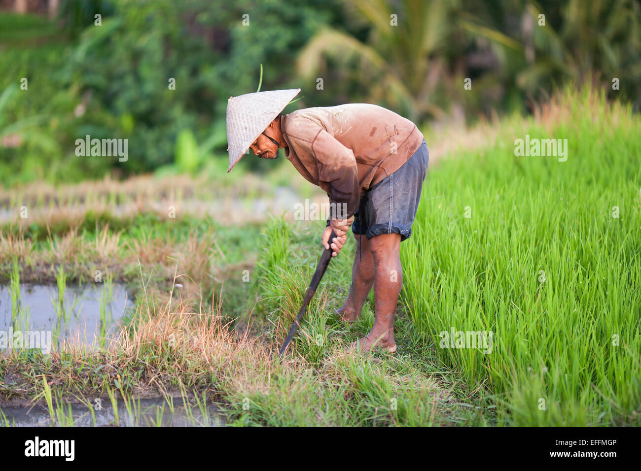 Indonesia, Bali, man working in the field Stock Photo - Alamy
