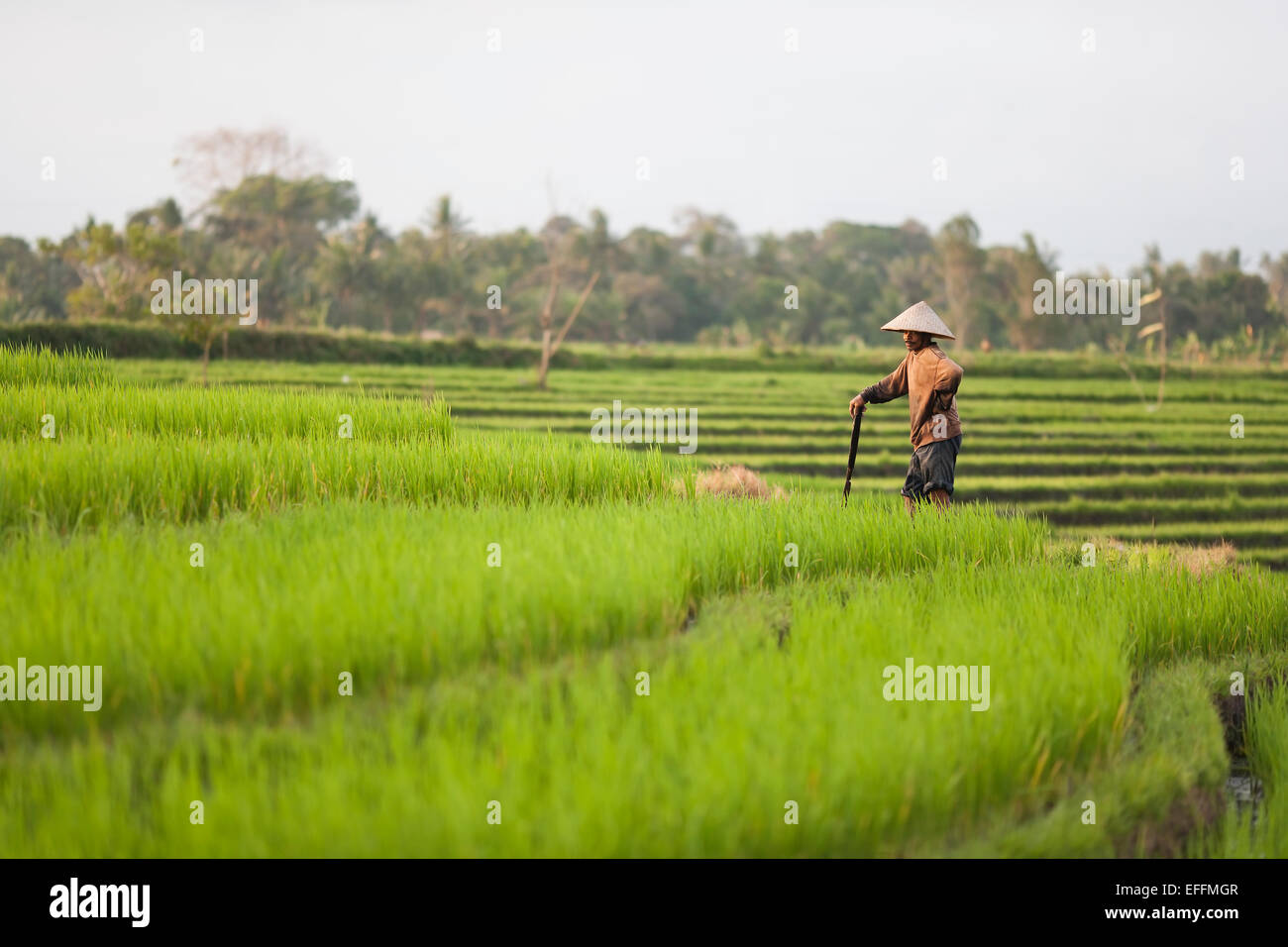 Indonesia, Bali, man working in the field Stock Photo - Alamy