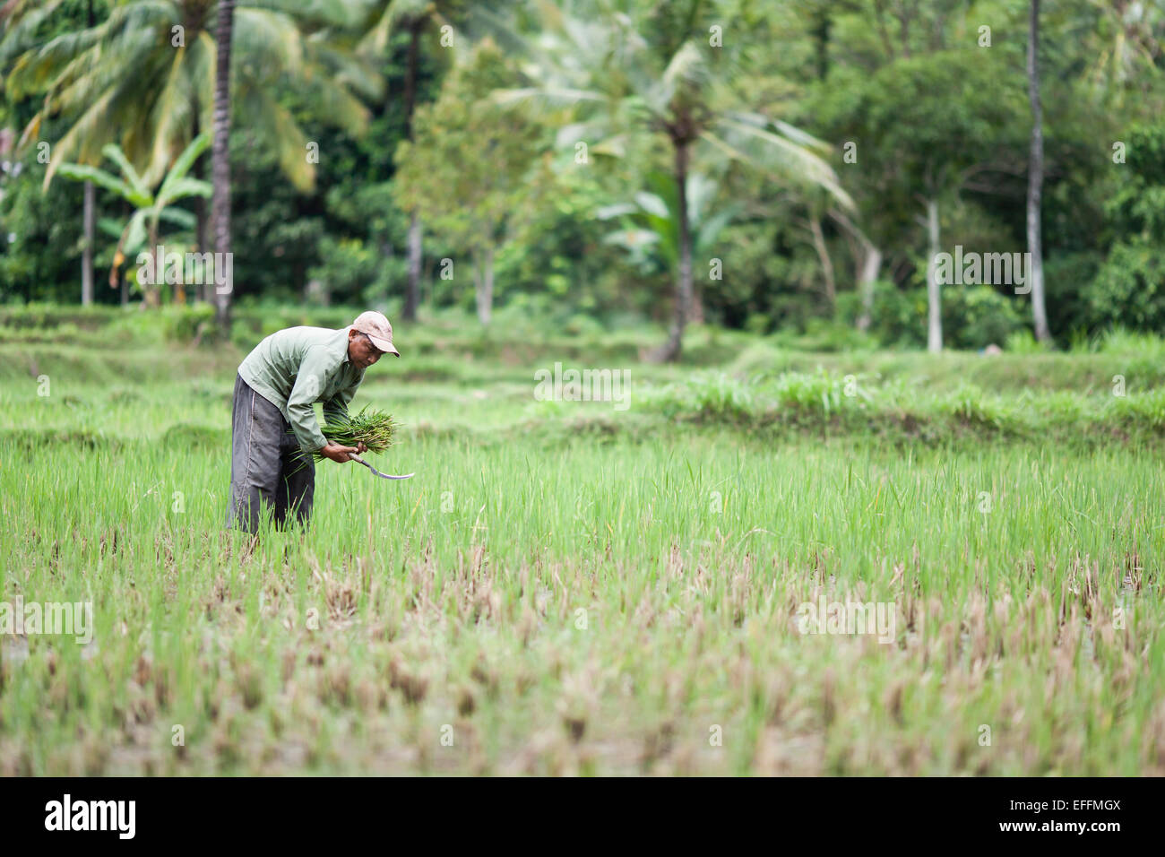 Indonesia, Lombok, man working in field Stock Photo - Alamy