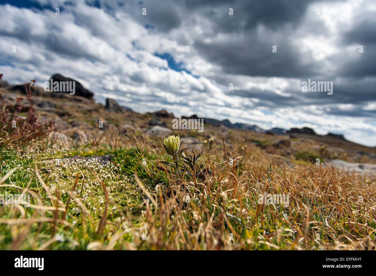 USA, Colorado, Rocky Mountain National Park, meadow Stock Photo - Alamy