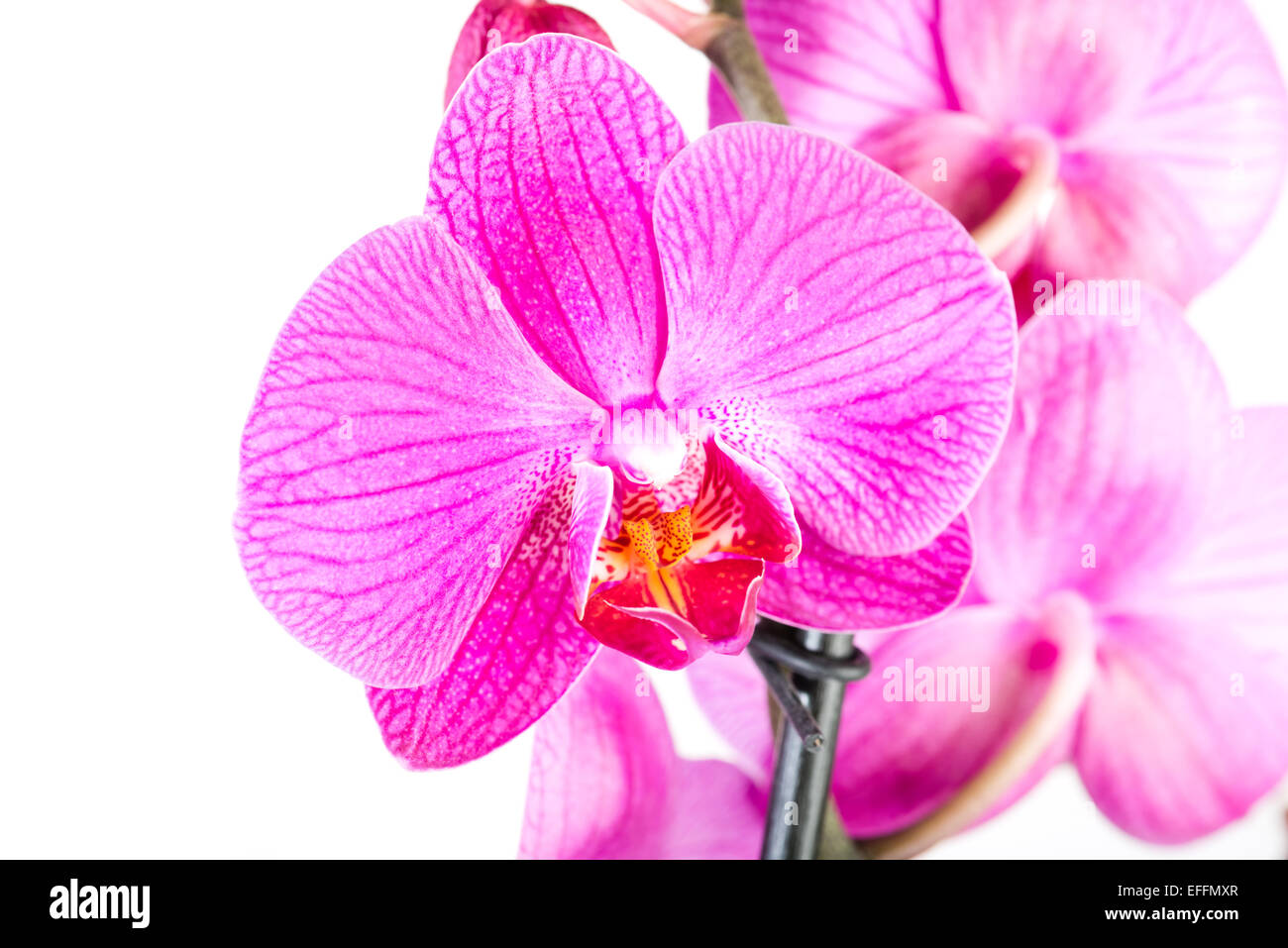 Tropical pink orchid isolated over white background Stock Photo - Alamy