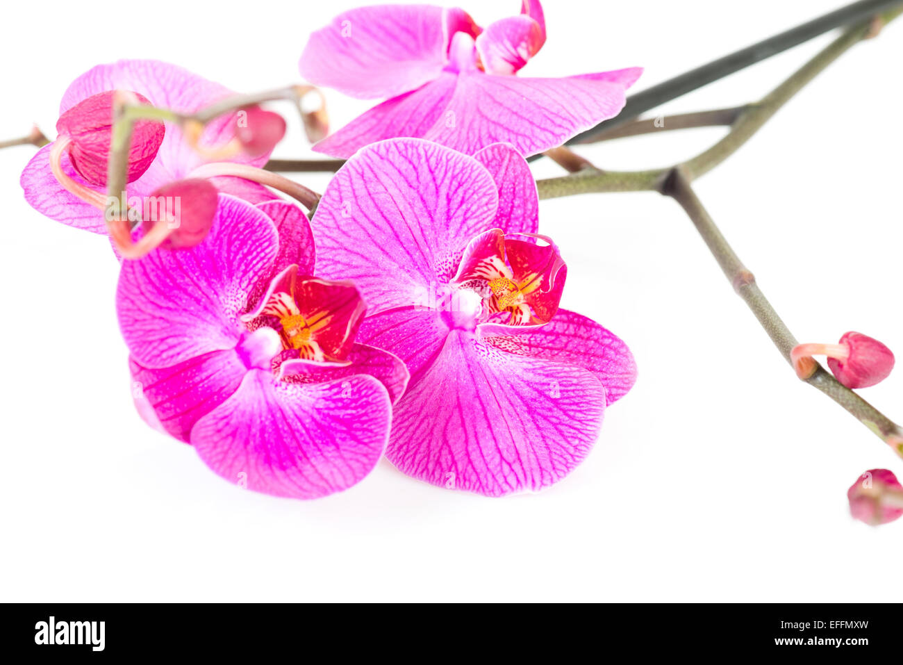 Tropical pink orchid isolated over white background Stock Photo - Alamy