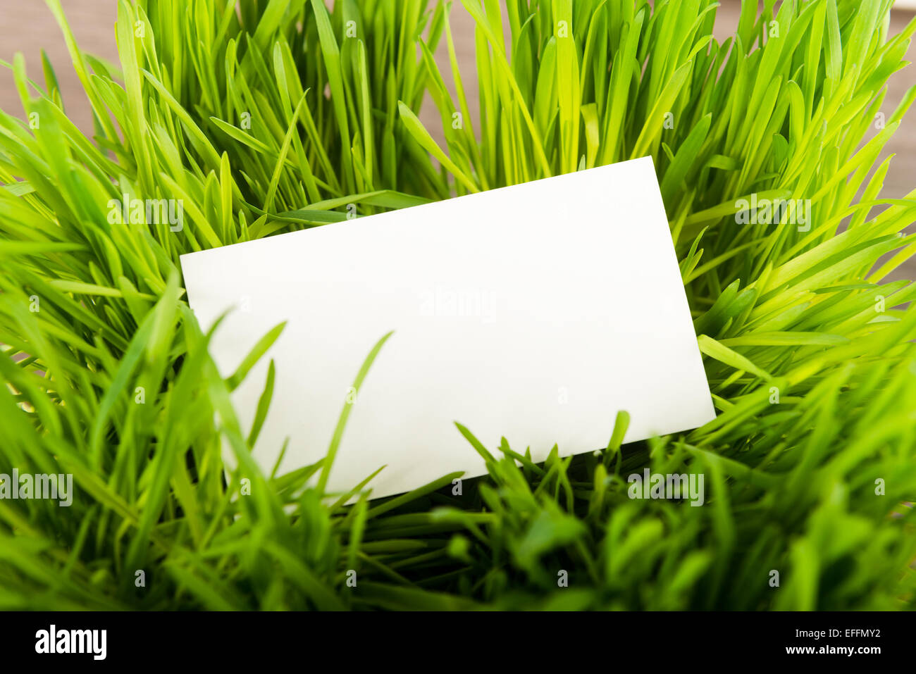 Blank business card in fresh green grass Stock Photo - Alamy