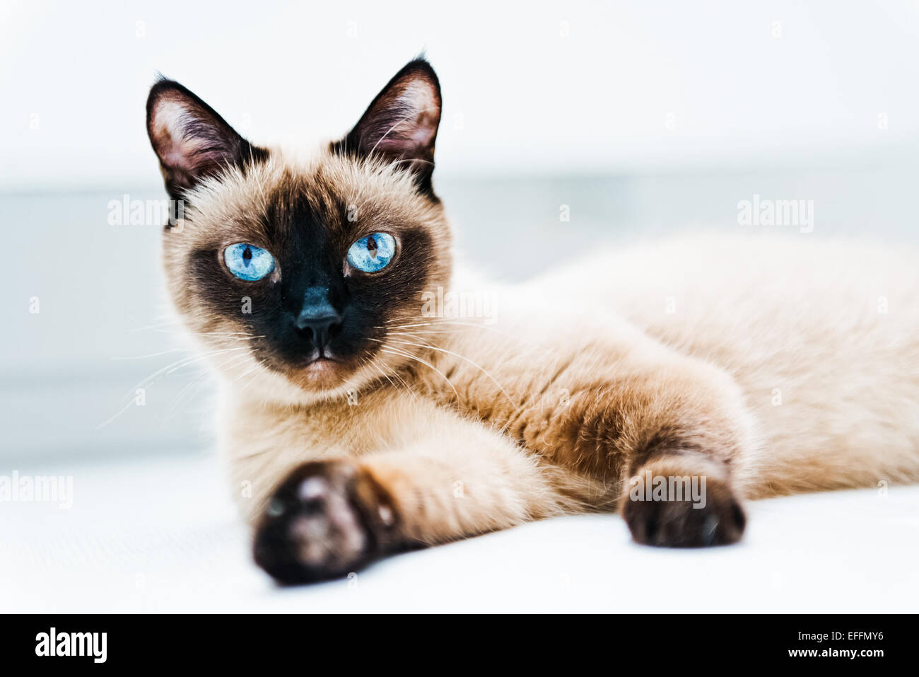 Cat with blue eyes Stock Photo - Alamy