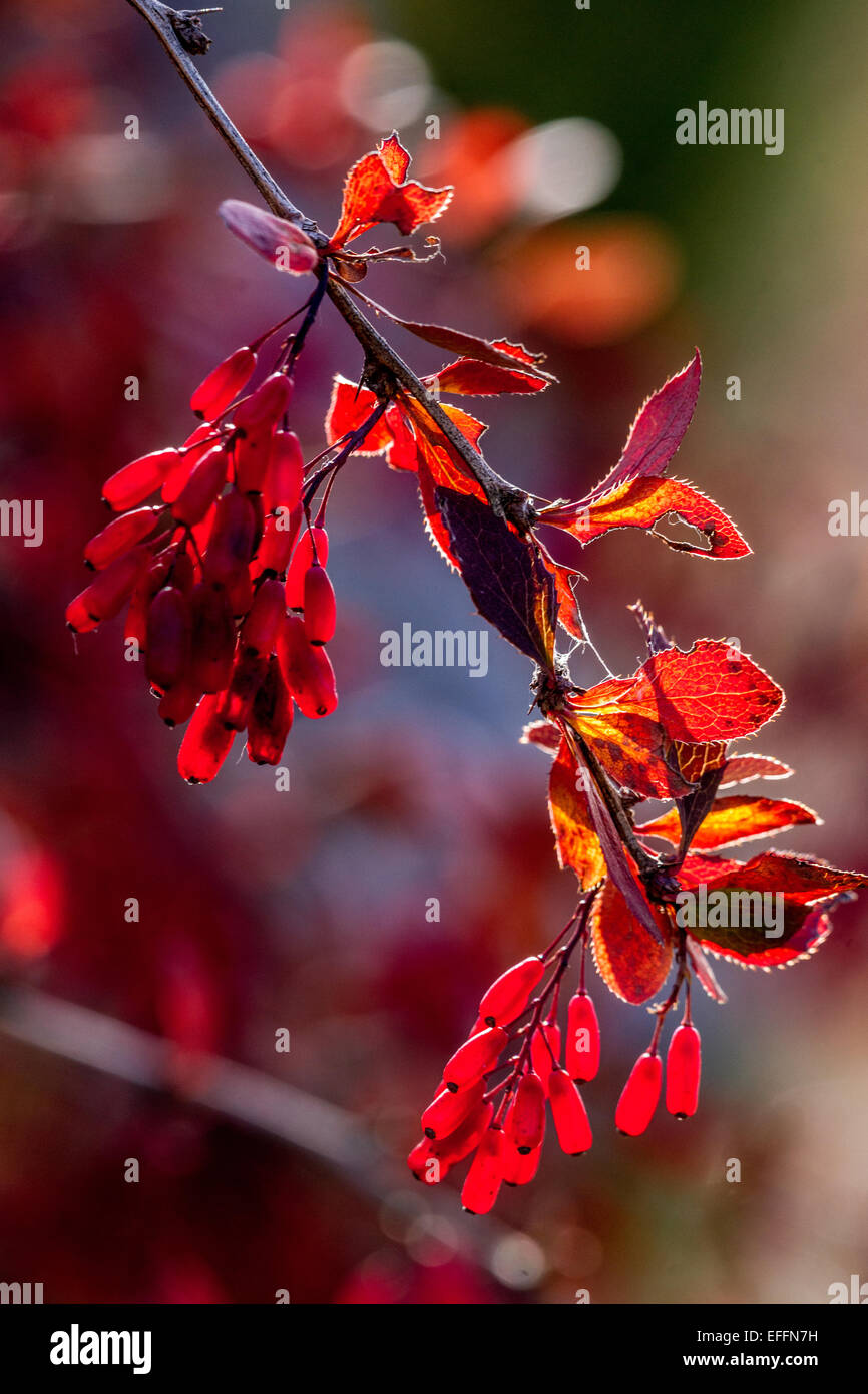 Barberries and leaves hi-res stock photography and images - Alamy