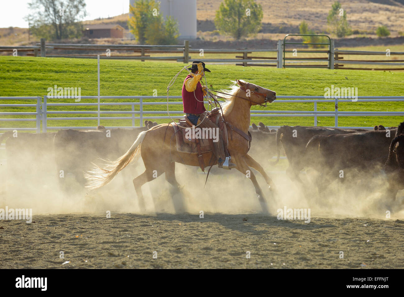 USA, Wyoming, Cowboy herding cattle Stock Photo - Alamy