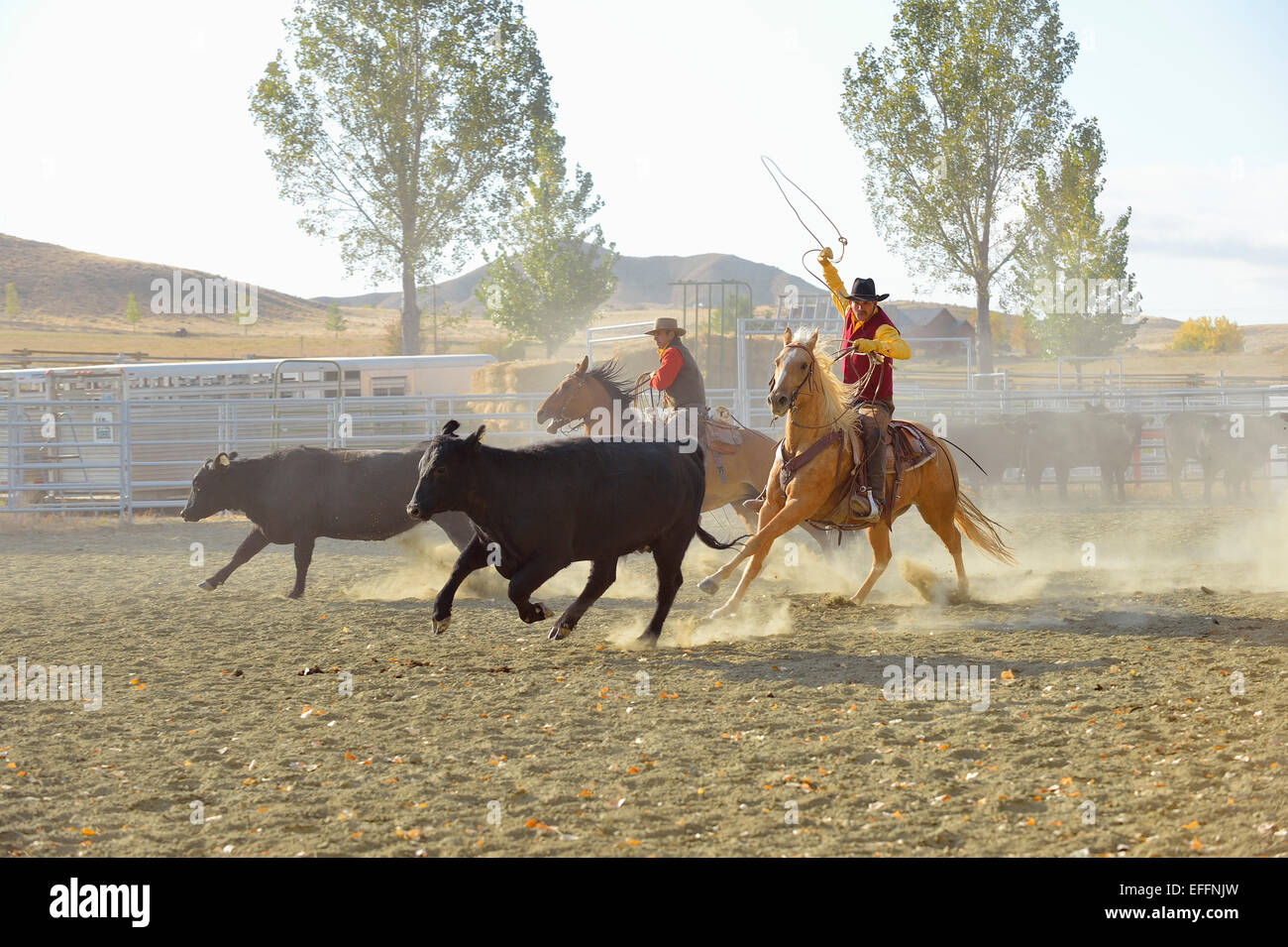 Cowgirl herding cattle hi-res stock photography and images - Alamy
