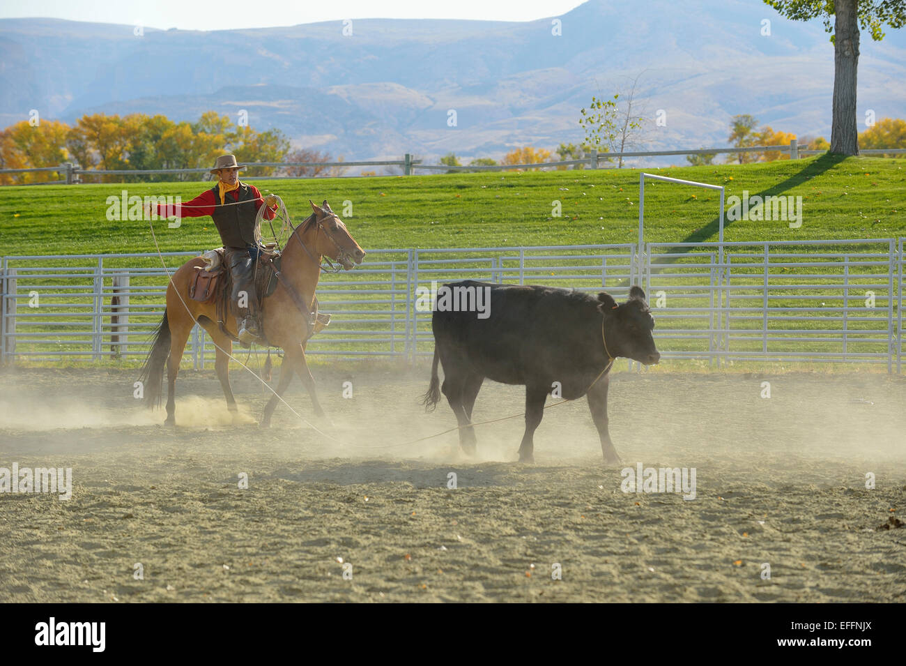 Cowboy with cattle hi-res stock photography and images - Alamy
