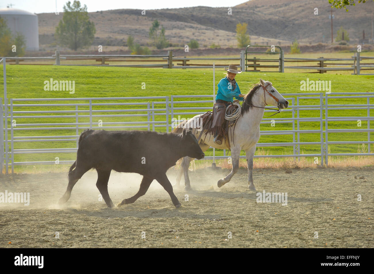USA, Wyoming, Cowboy herding cattle Stock Photo - Alamy