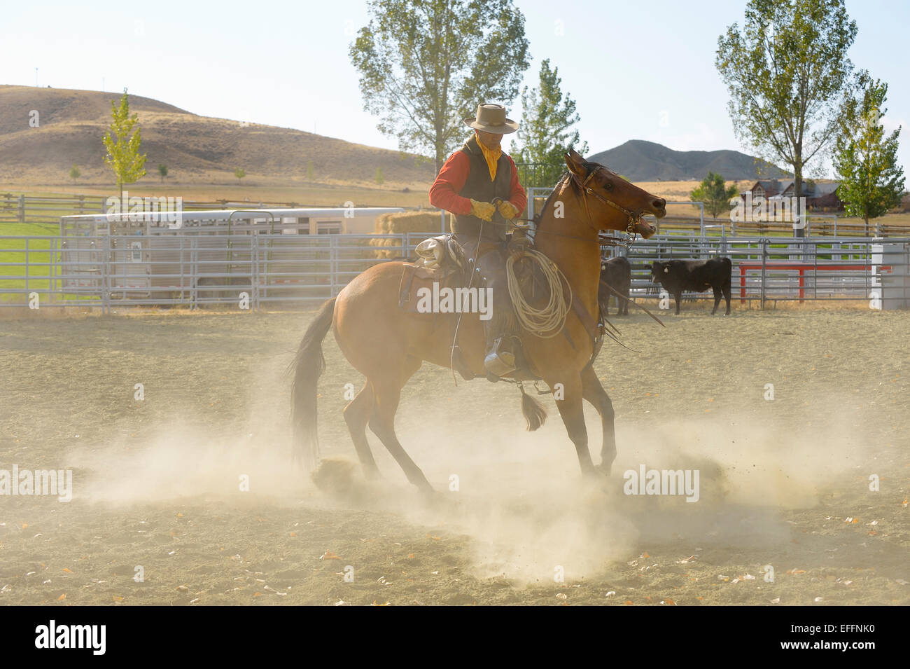 Cowboy working hi-res stock photography and images - Alamy