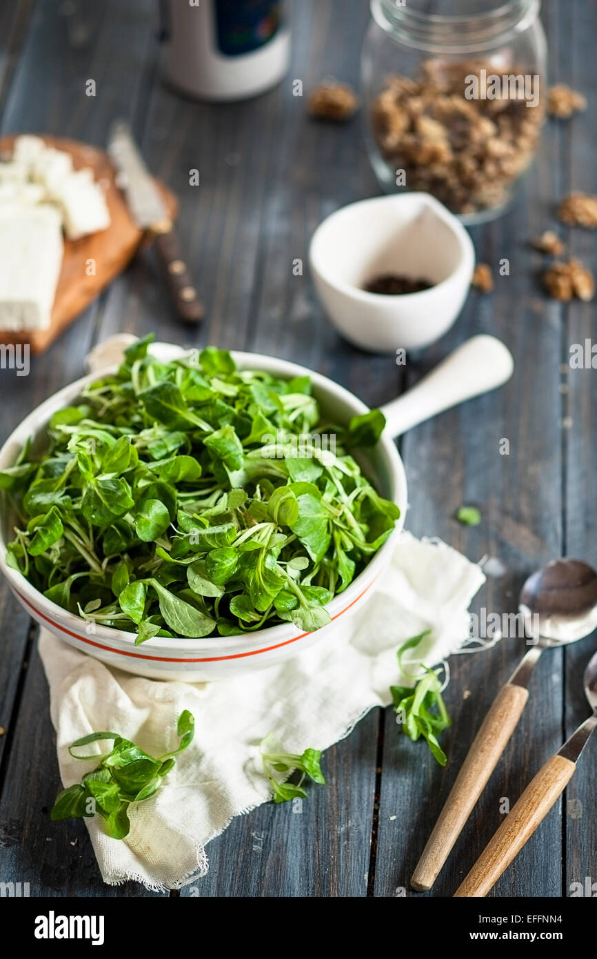 Locusta hi-res stock photography and images - Alamy