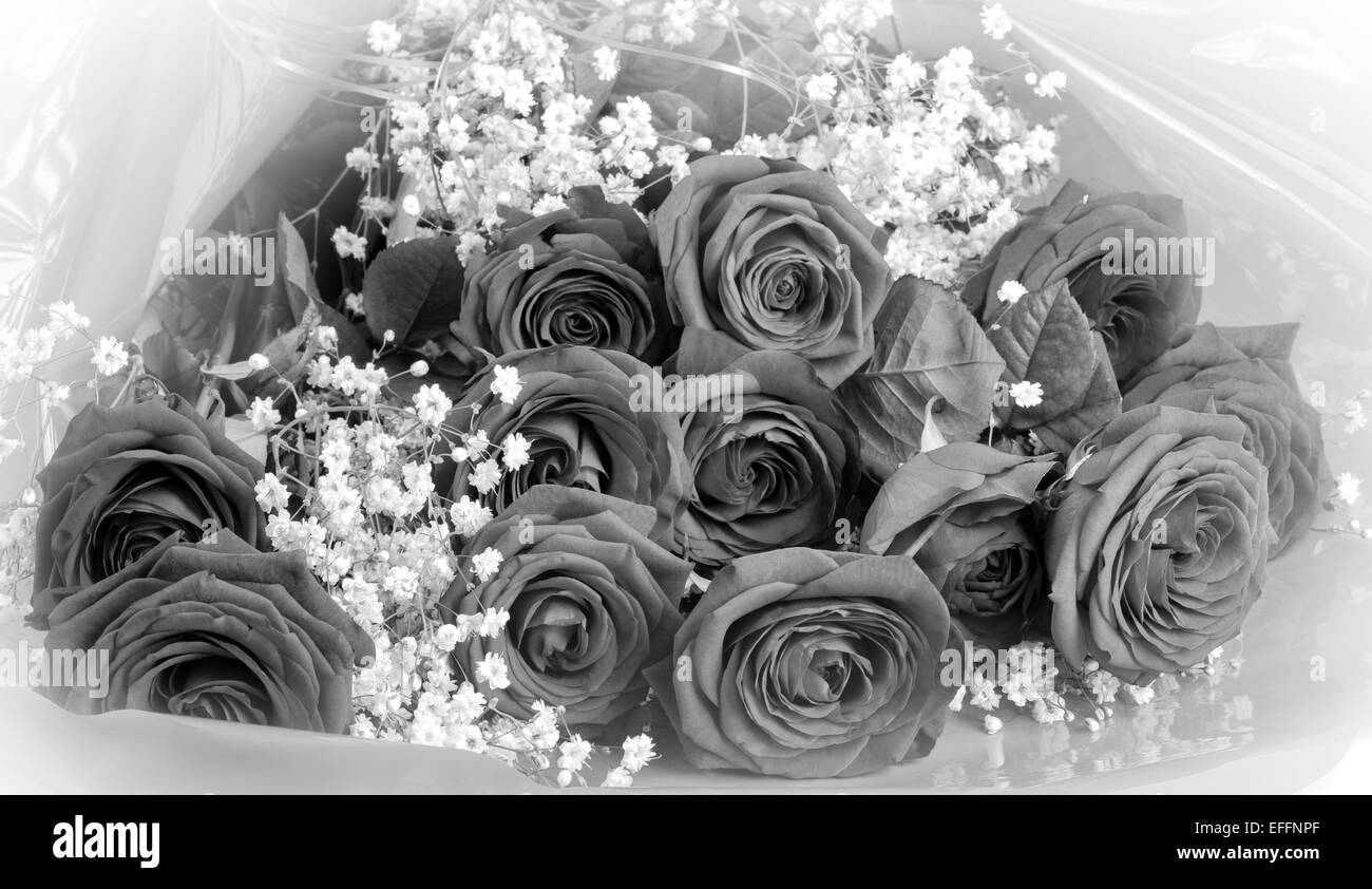 Special anniversary rose Black and White Stock Photos & Images - Alamy