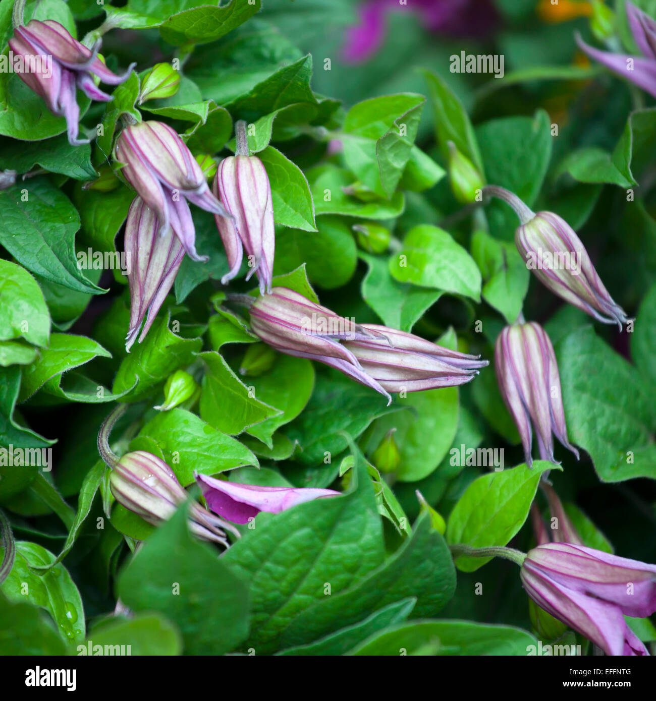 Hand bells hi-res stock photography and images - Alamy