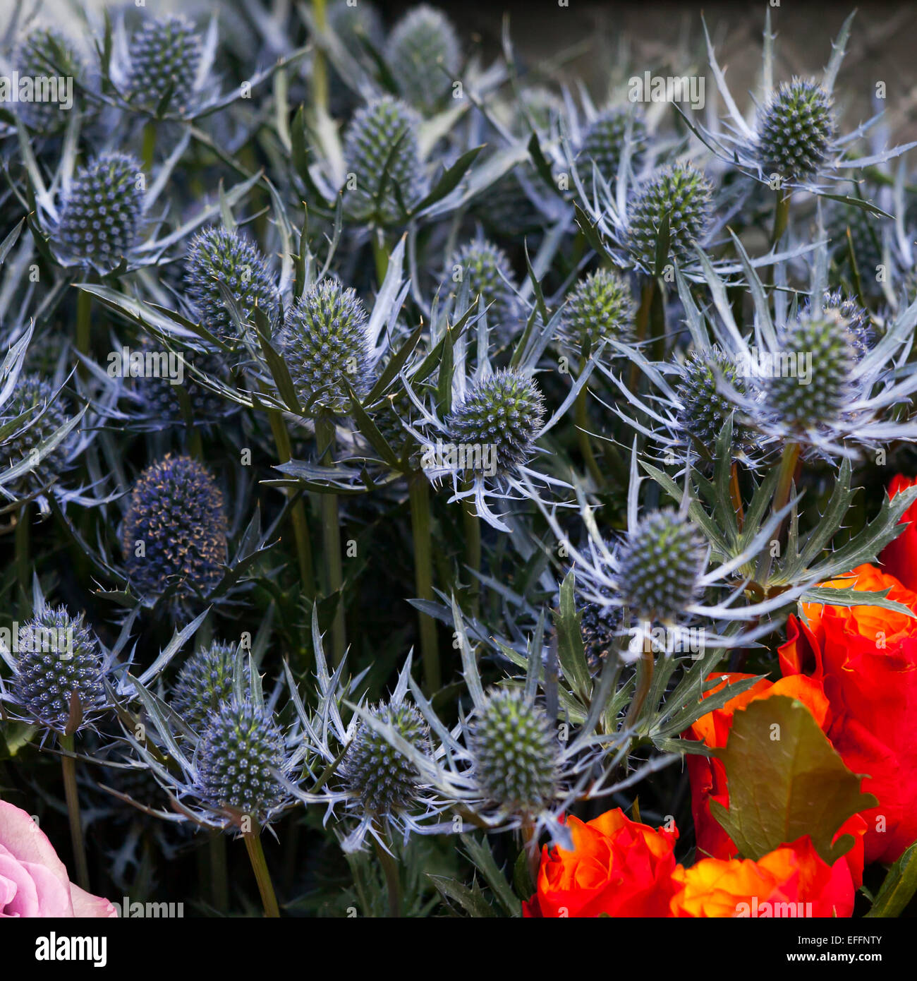 blue burr in the basket Stock Photo - Alamy
