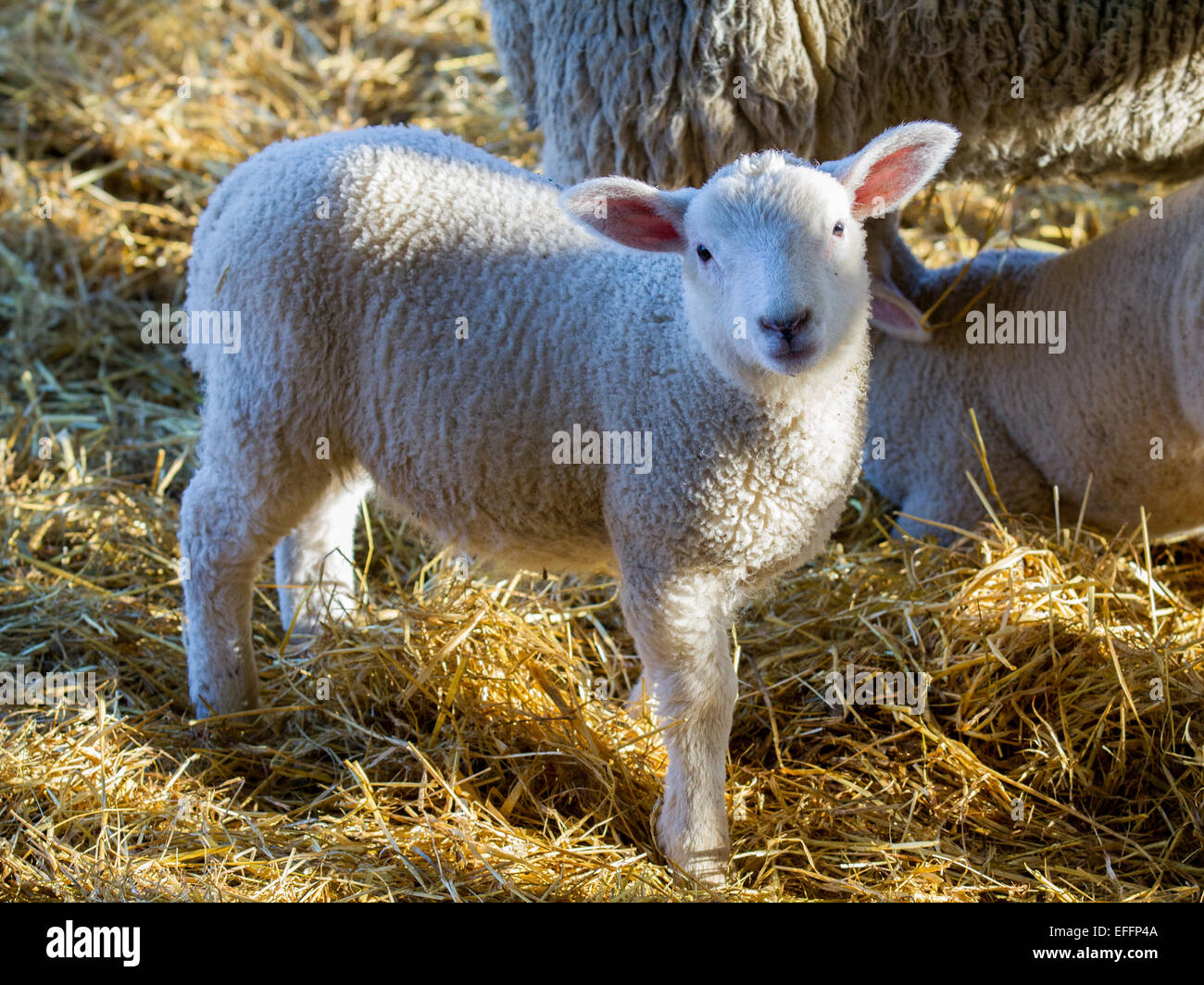 Lambing systems hi-res stock photography and images - Alamy