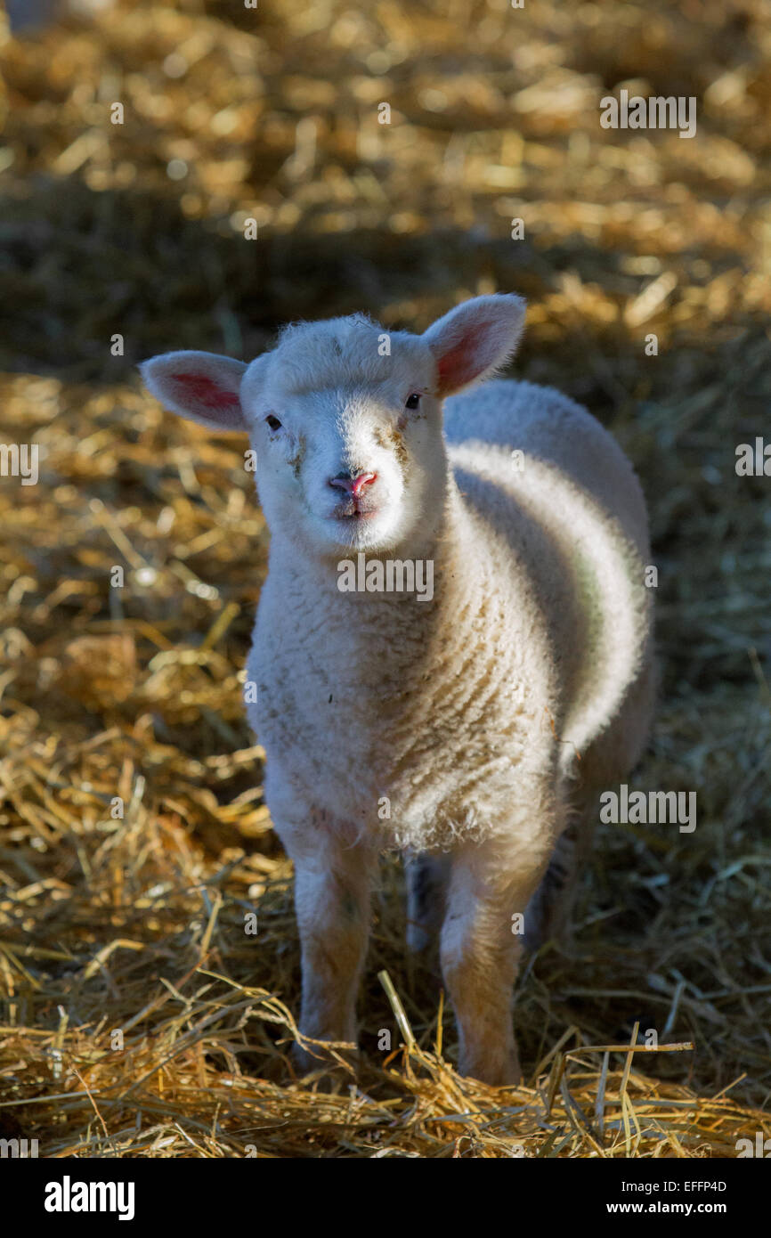 Lambing systems hi-res stock photography and images - Alamy