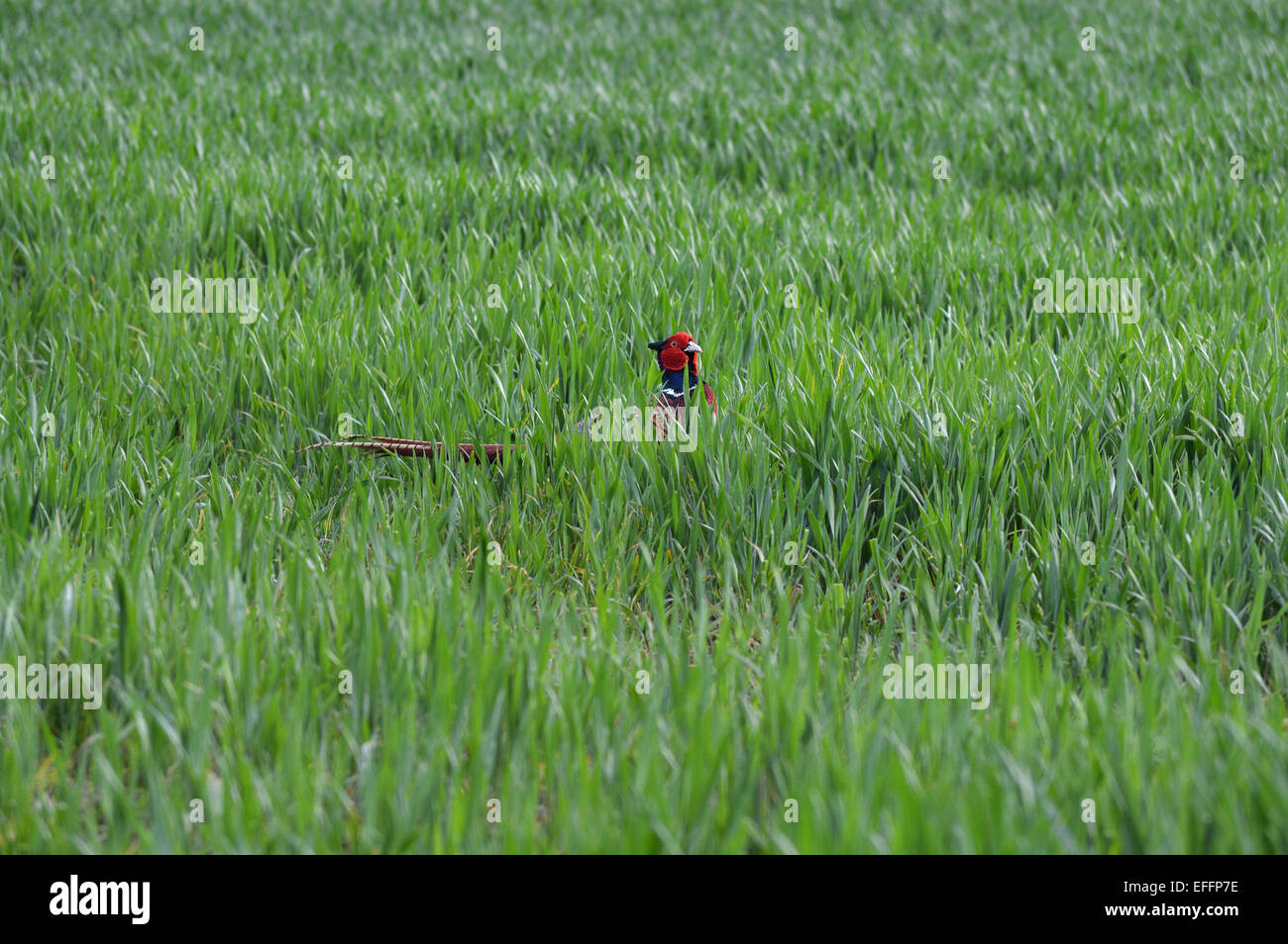 Pheasant Tail Grass Stock Photos & Pheasant Tail Grass Stock Images - Alamy