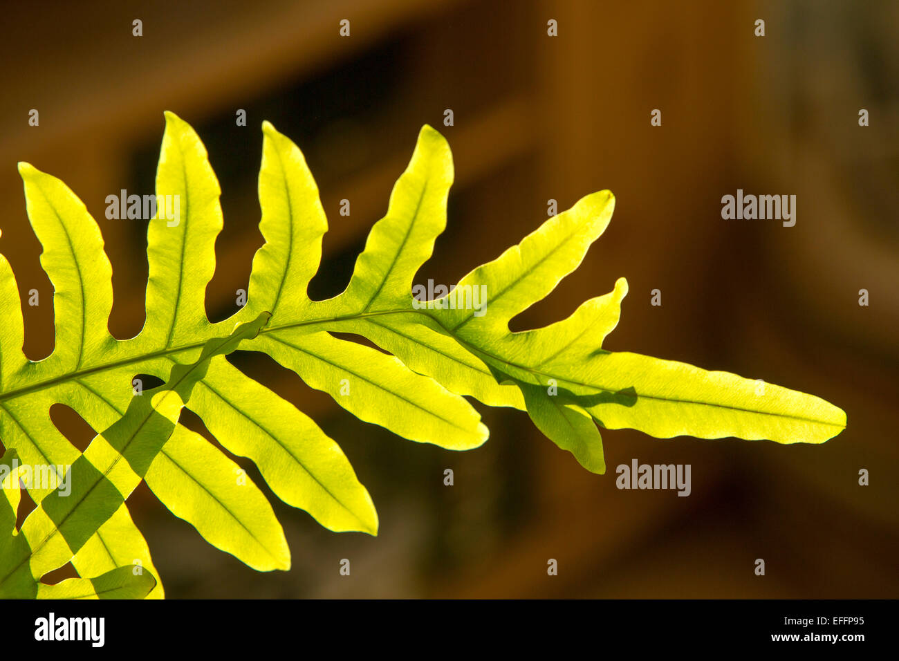 Serrated leaf hi-res stock photography and images - Alamy