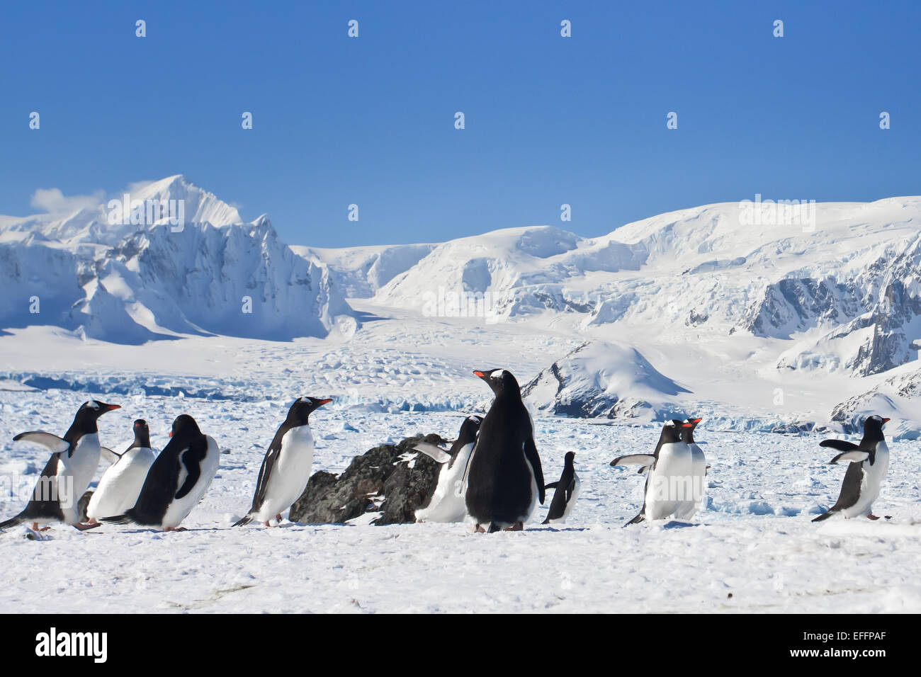 a large group of penguins Stock Photo - Alamy