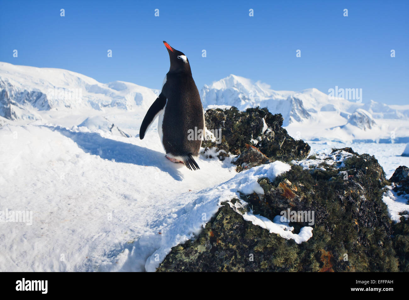 penguin on the rocks Stock Photo - Alamy