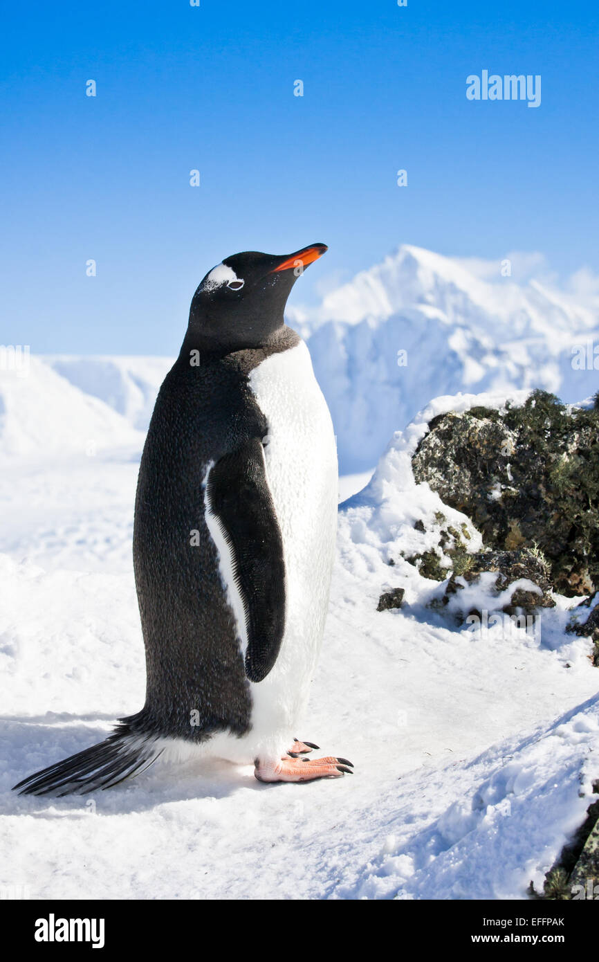 penguin on the rocks Stock Photo - Alamy