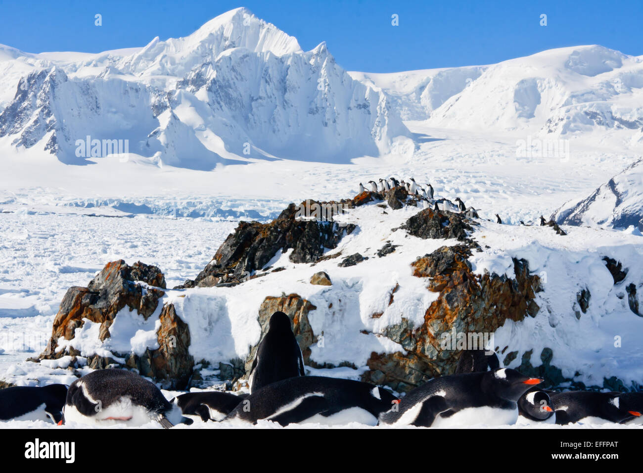Large group penguins hi-res stock photography and images - Alamy
