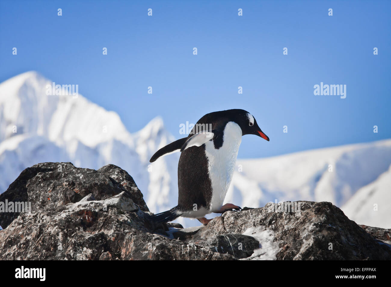penguin on the rocks Stock Photo - Alamy