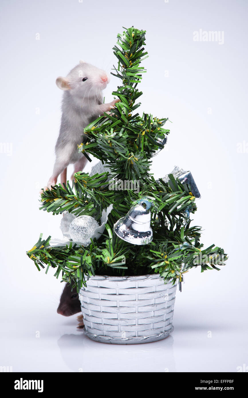 Silver mice hi-res stock photography and images - Alamy
