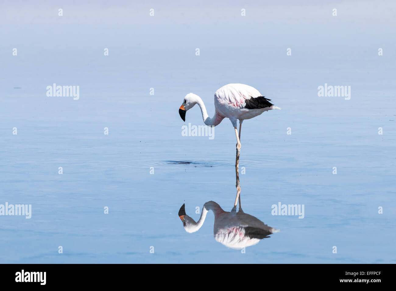 Chile, Andean flamingo, Phoenicoparrus andinus, mirroring in water of ...