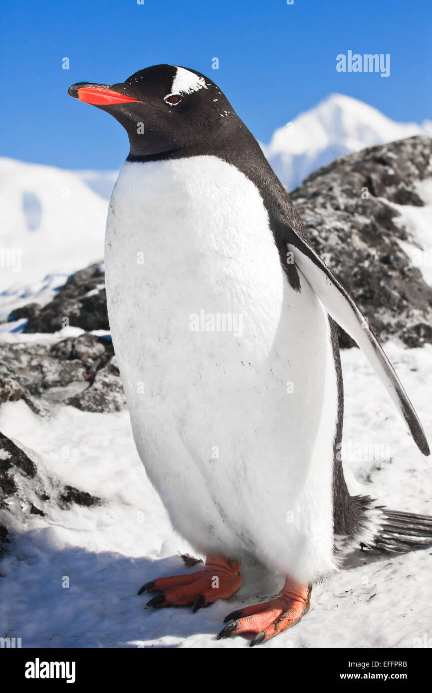 penguin on the rocks Stock Photo - Alamy