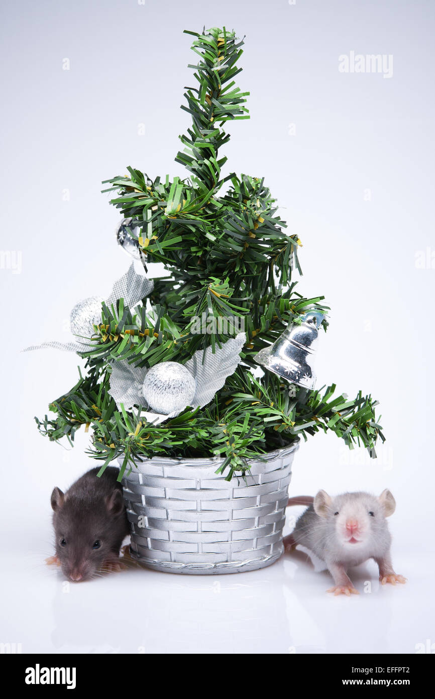 Group of pets white background hi-res stock photography and images - Alamy