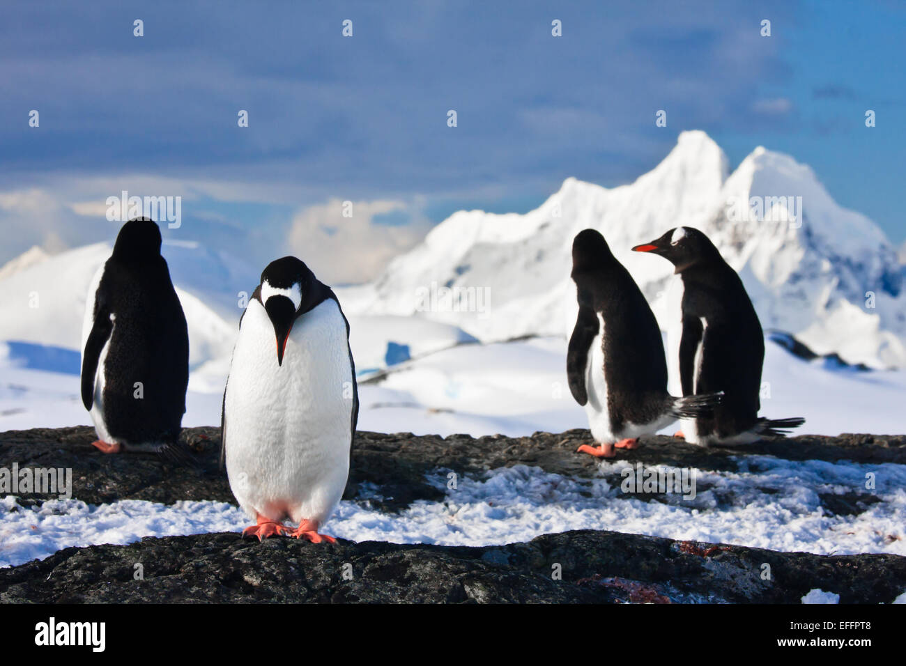 Penguins in a row hi-res stock photography and images - Alamy