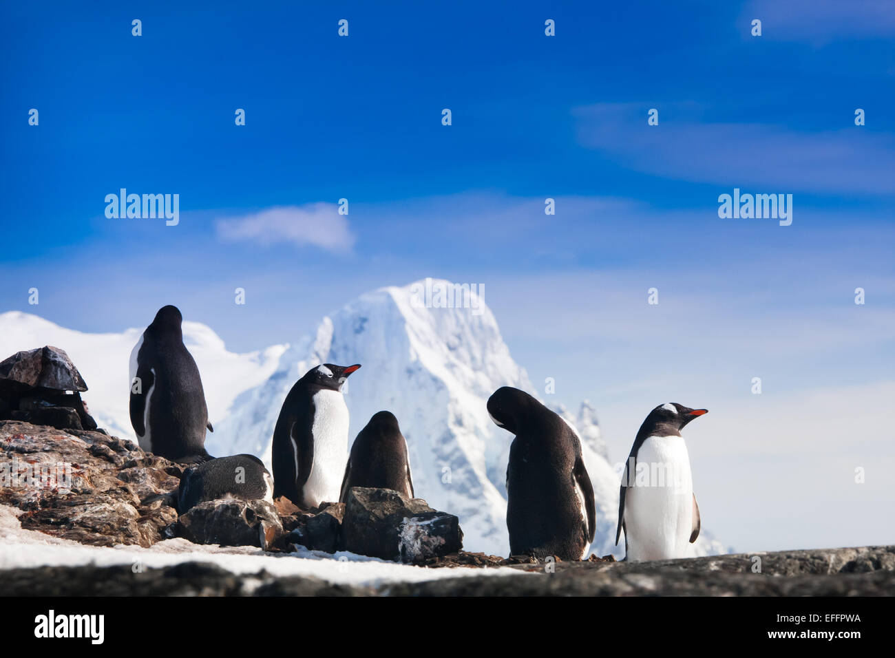 Antarctica animals hi-res stock photography and images - Alamy