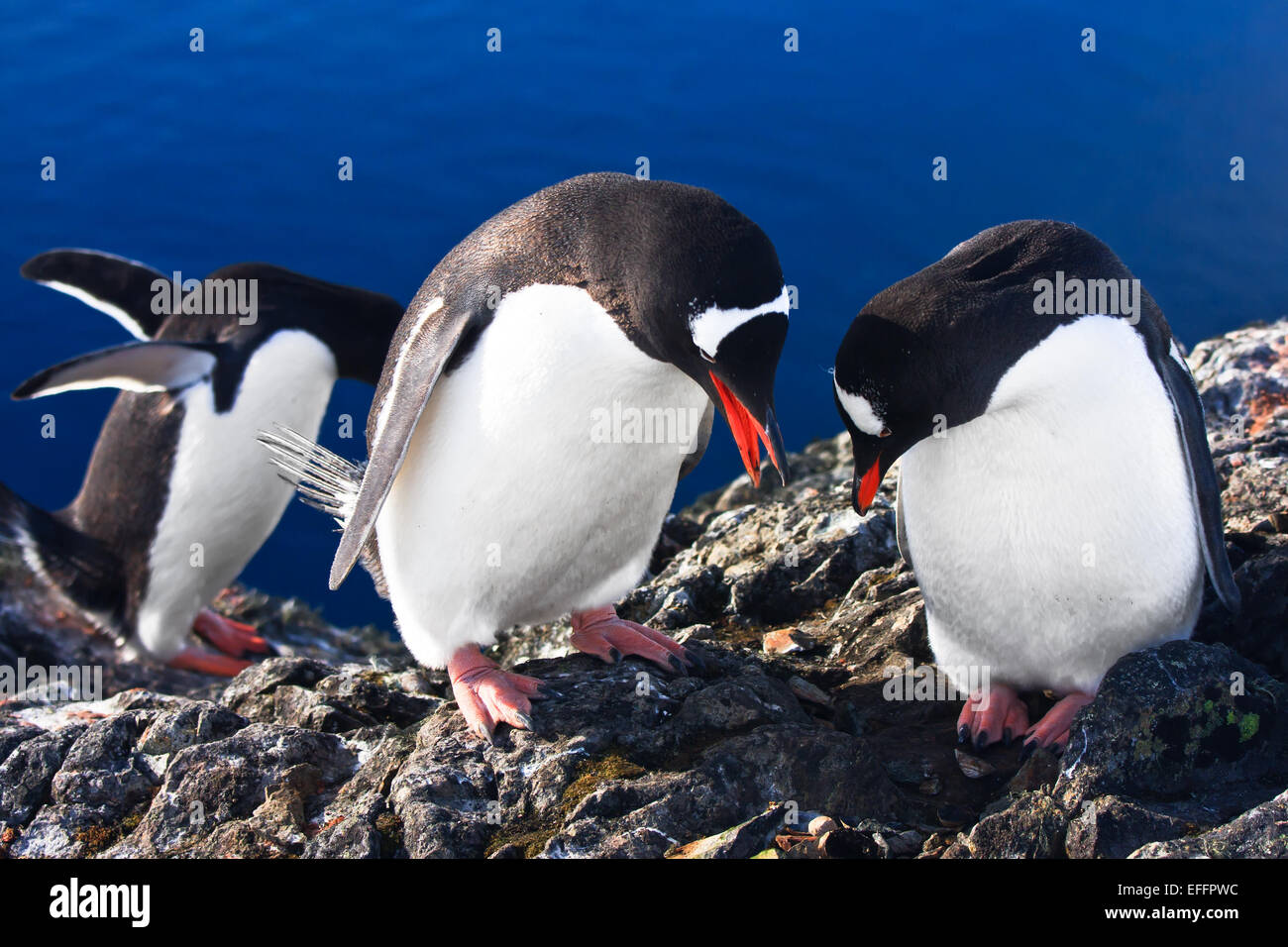 group of penguins Stock Photo - Alamy