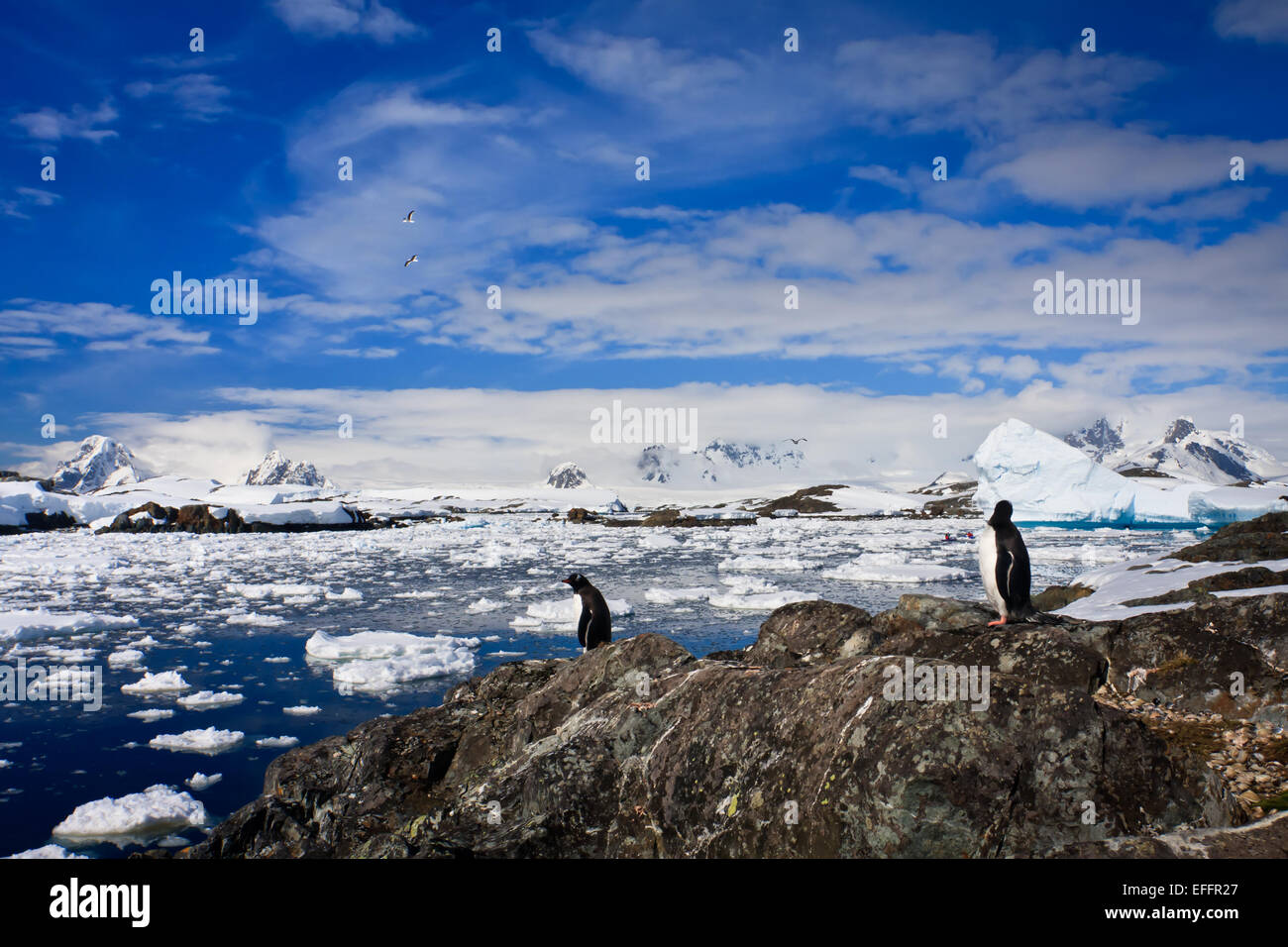 Penguins pose hi-res stock photography and images - Alamy