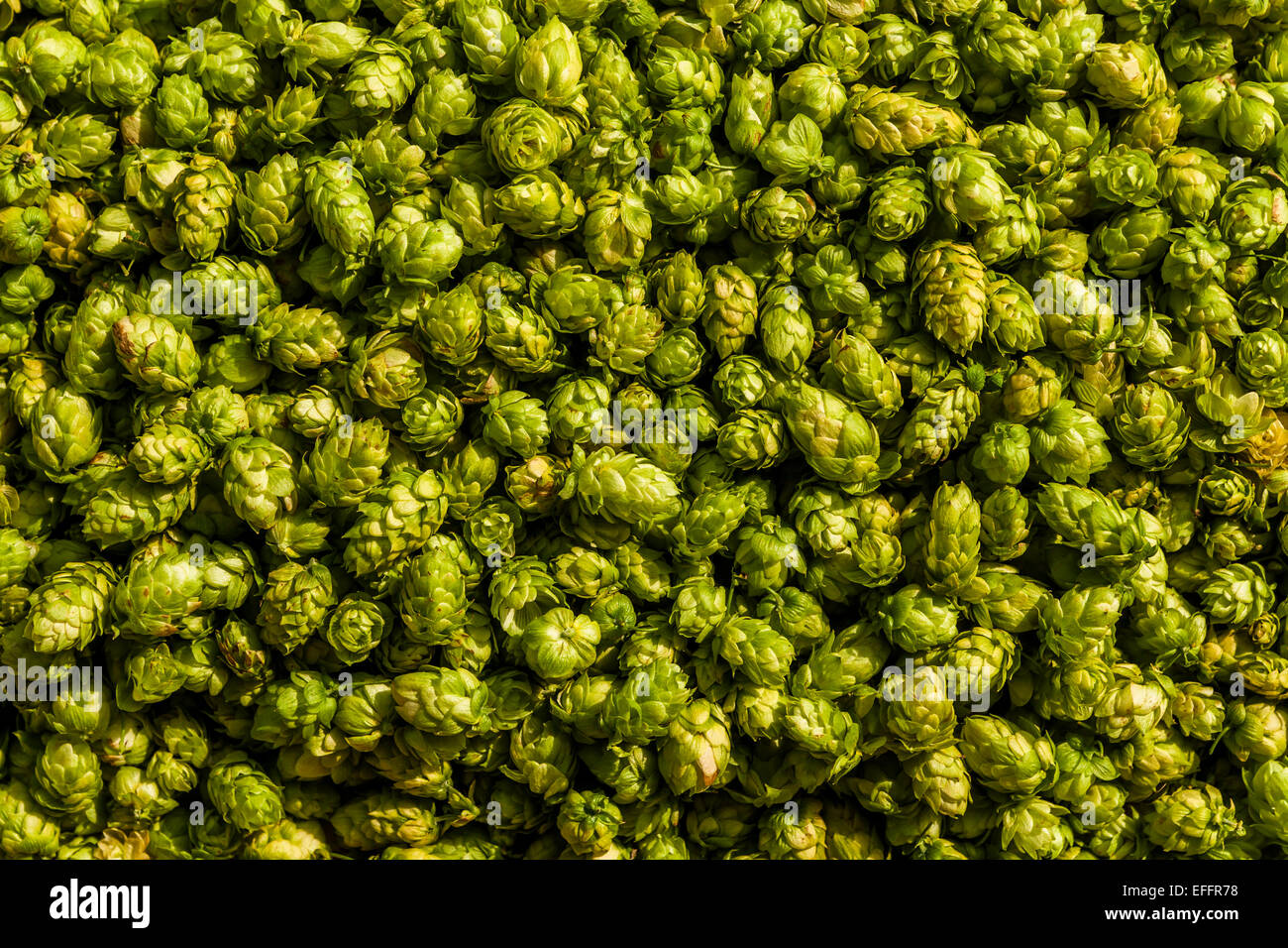 Harvesting of hops hi-res stock photography and images - Alamy